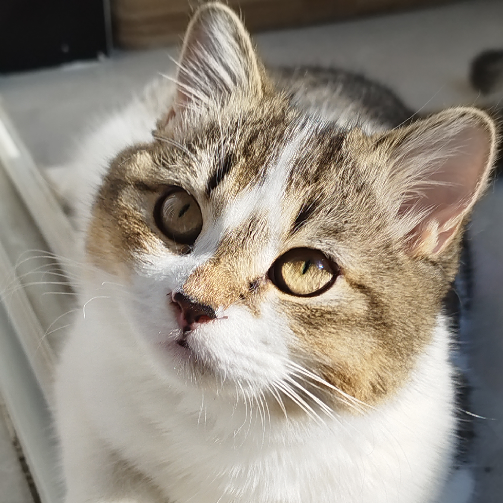 omoani动漫 - AcFun弹幕视频网 - 认真你就输啦 (?ω?)ノ- ( ゜- ゜)つロ