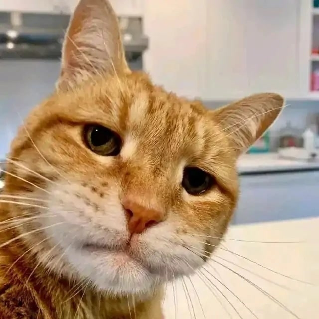 被欺负了？Call me我去干死他！ - AcFun弹幕视频网 - 认真你就输啦 (?ω?)ノ- ( ゜- ゜)つロ